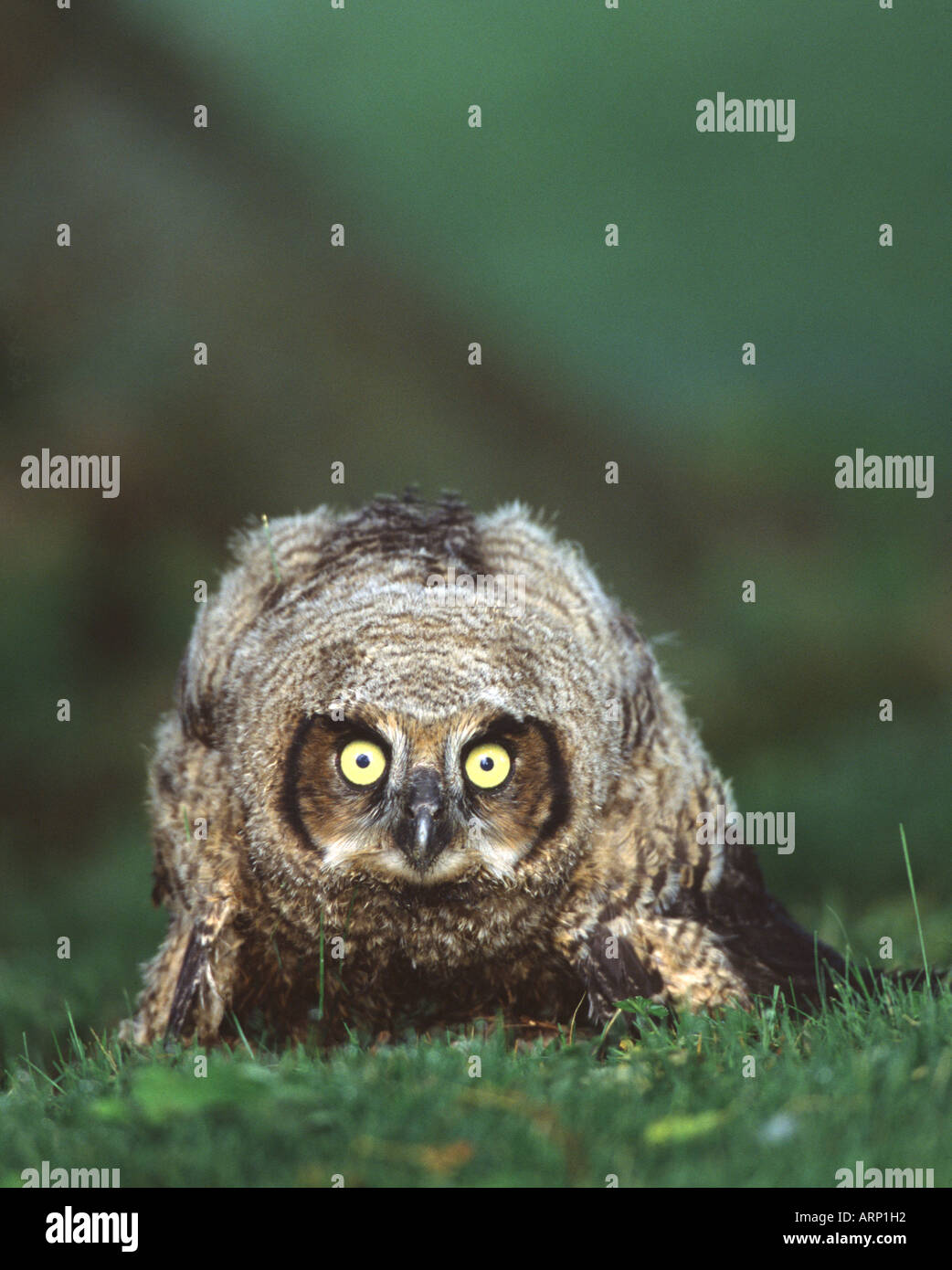 Juvenile great horned owls hi-res stock photography and images - Alamy