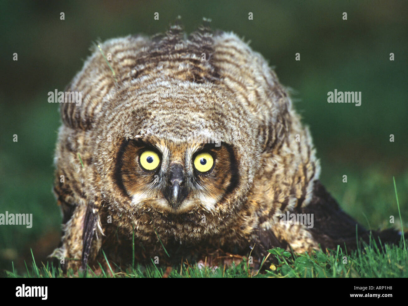 Juvenile great horned owls hi-res stock photography and images - Alamy