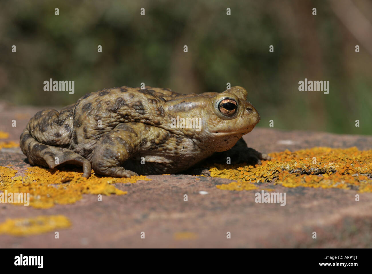 Common Toad Bufo bufo on lichen covered wall Stock Photo - Alamy