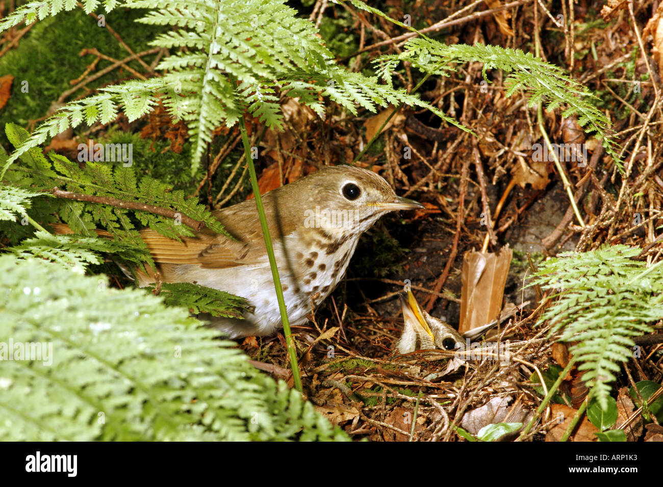Thrushes birds nest hi-res stock photography and images - Alamy