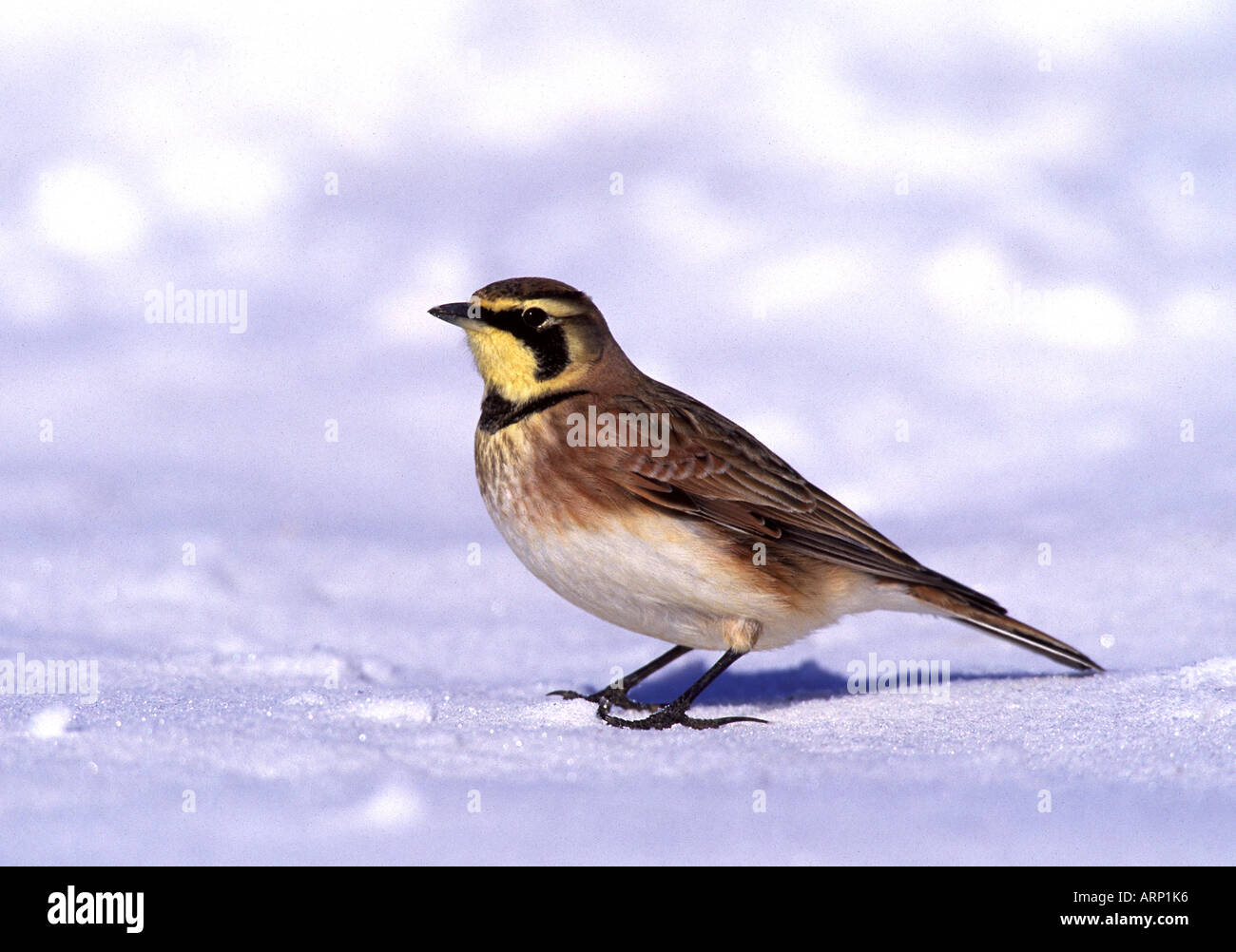 Lark birds hi-res stock photography and images - Alamy