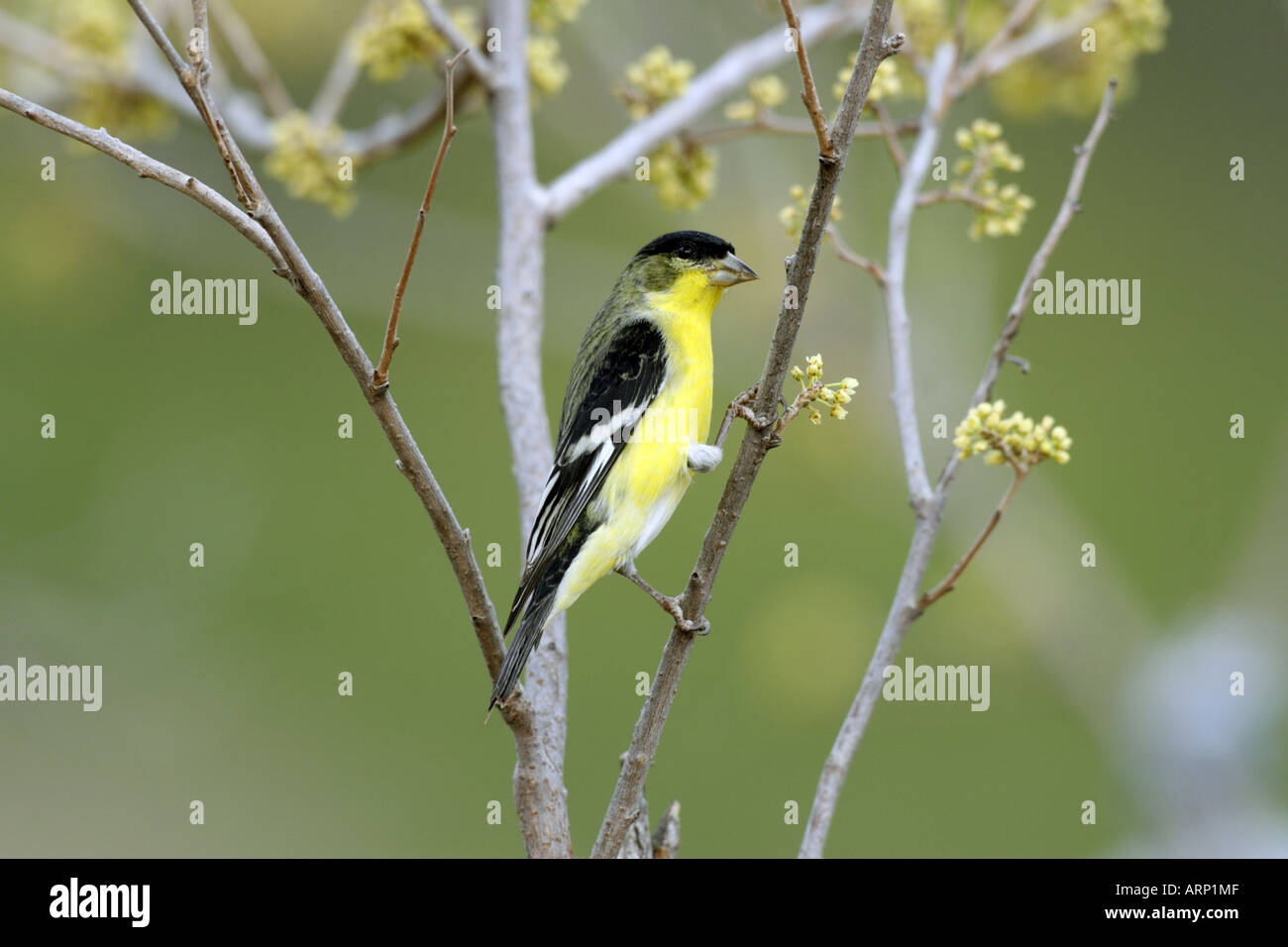 Lesser Goldfinch in Flowered Tree Stock Photo - Alamy