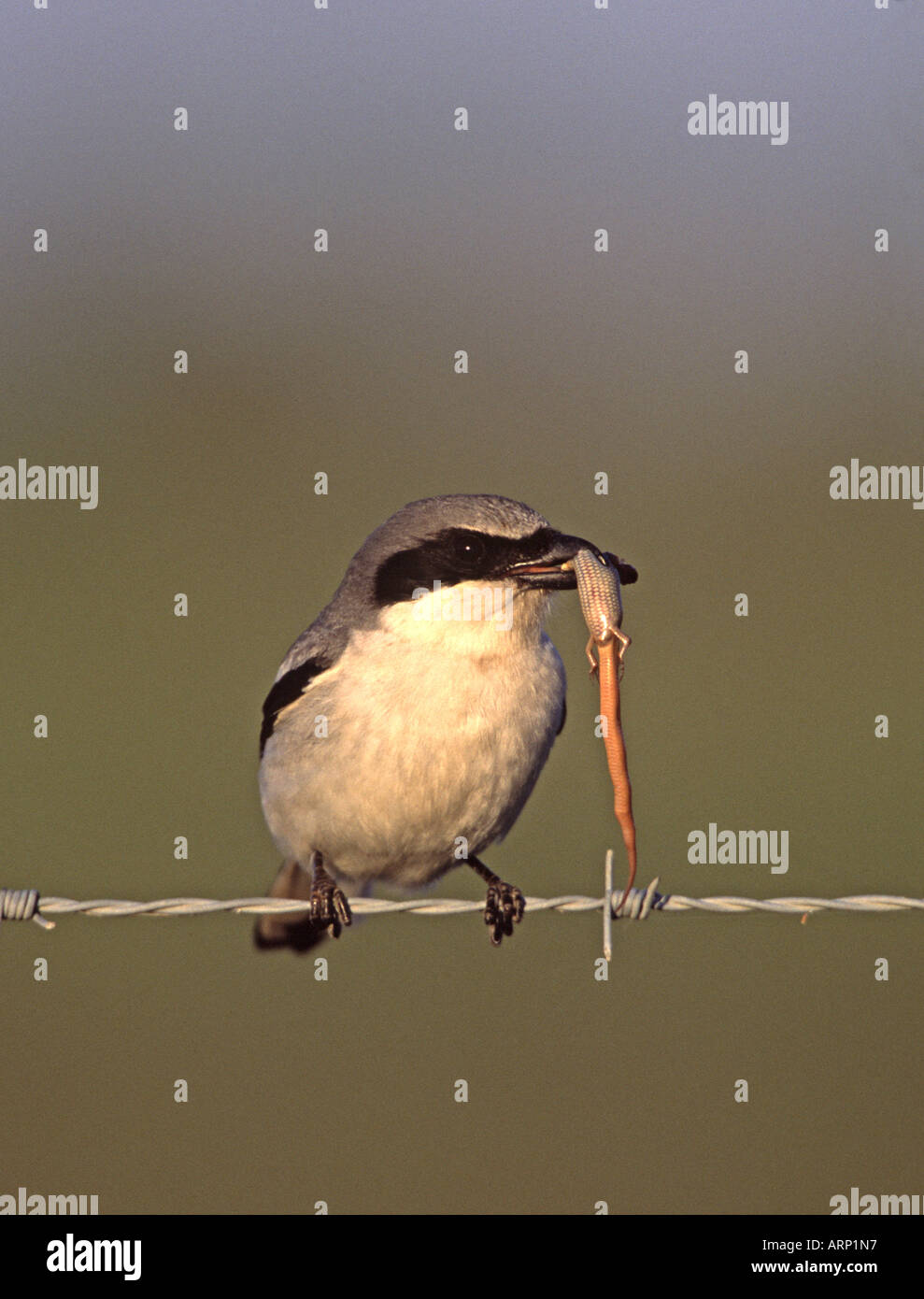 Loggerhead Shrike with Lizard Prey Vertical Stock Photo - Alamy