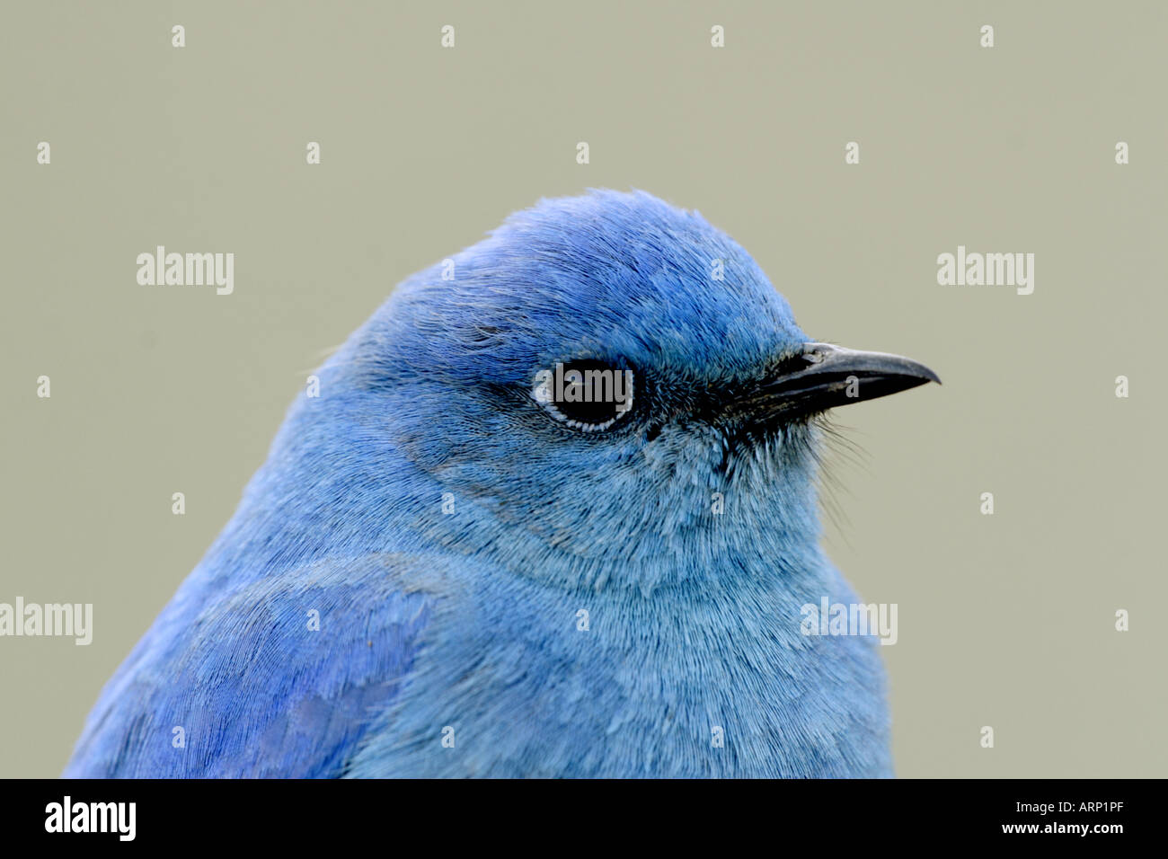 Birds profile hi-res stock photography and images - Alamy