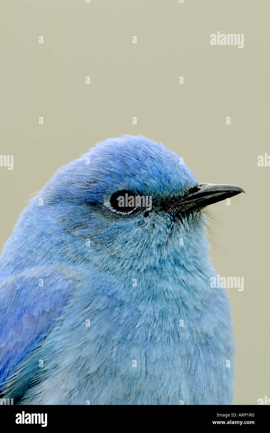 Mountain Bluebird Profile Vertical Stock Photo - Alamy