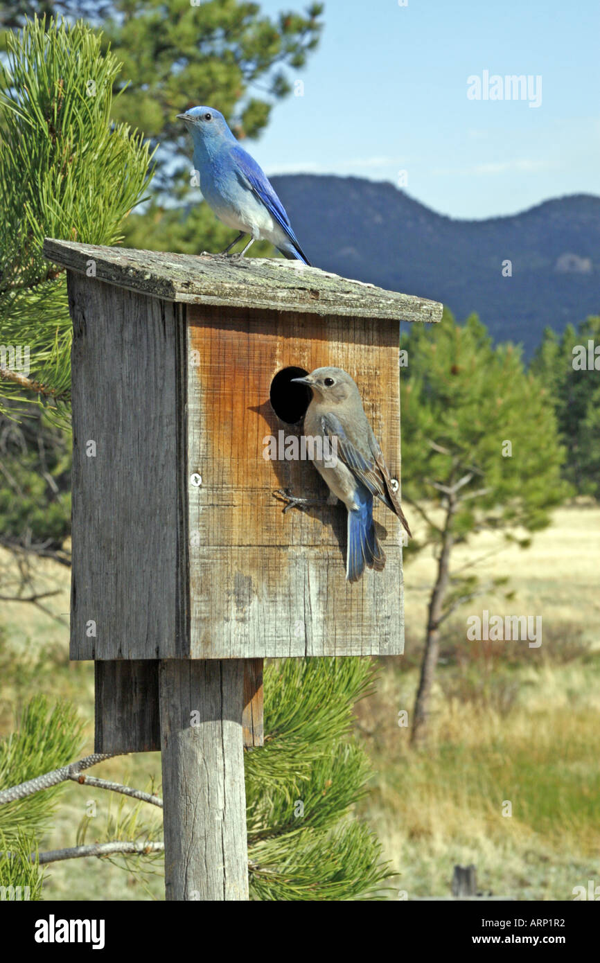 Two mountain bluebirds hi-res stock photography and images - Alamy
