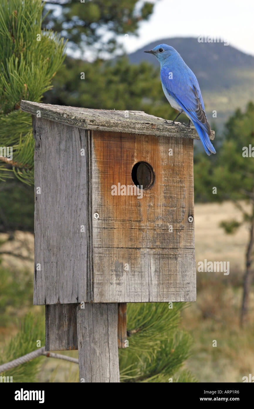 Mountain Bluebird on Nestbox Stock Photo - Alamy