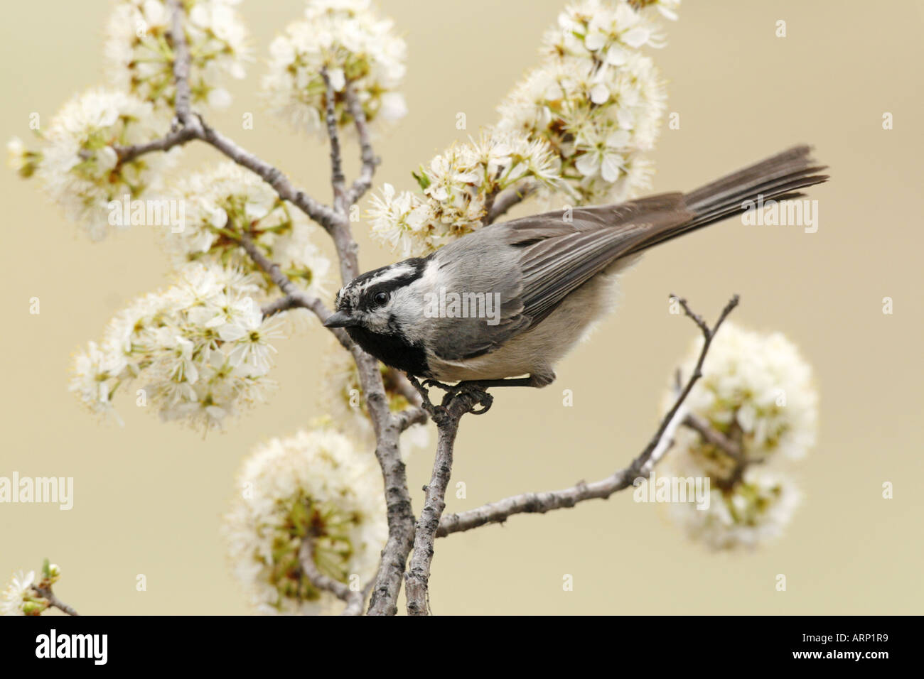 Mountain Chickadee in Flowers Stock Photo - Alamy