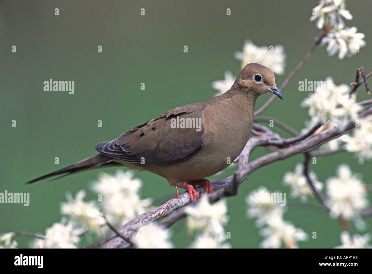 Carolina Turtle Dove High Resolution Stock Photography and Images - Alamy