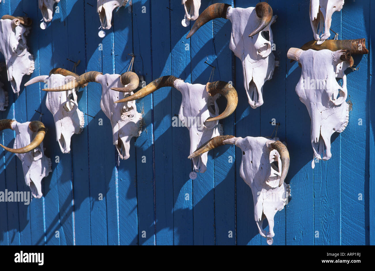 Pueblo cow skulls hi-res stock photography and images - Alamy