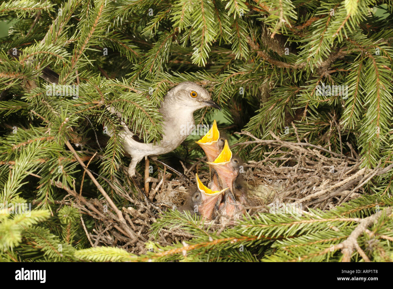 Northern Mockingbird Feeding Nestlings in Spruce Tree Stock Photo - Alamy