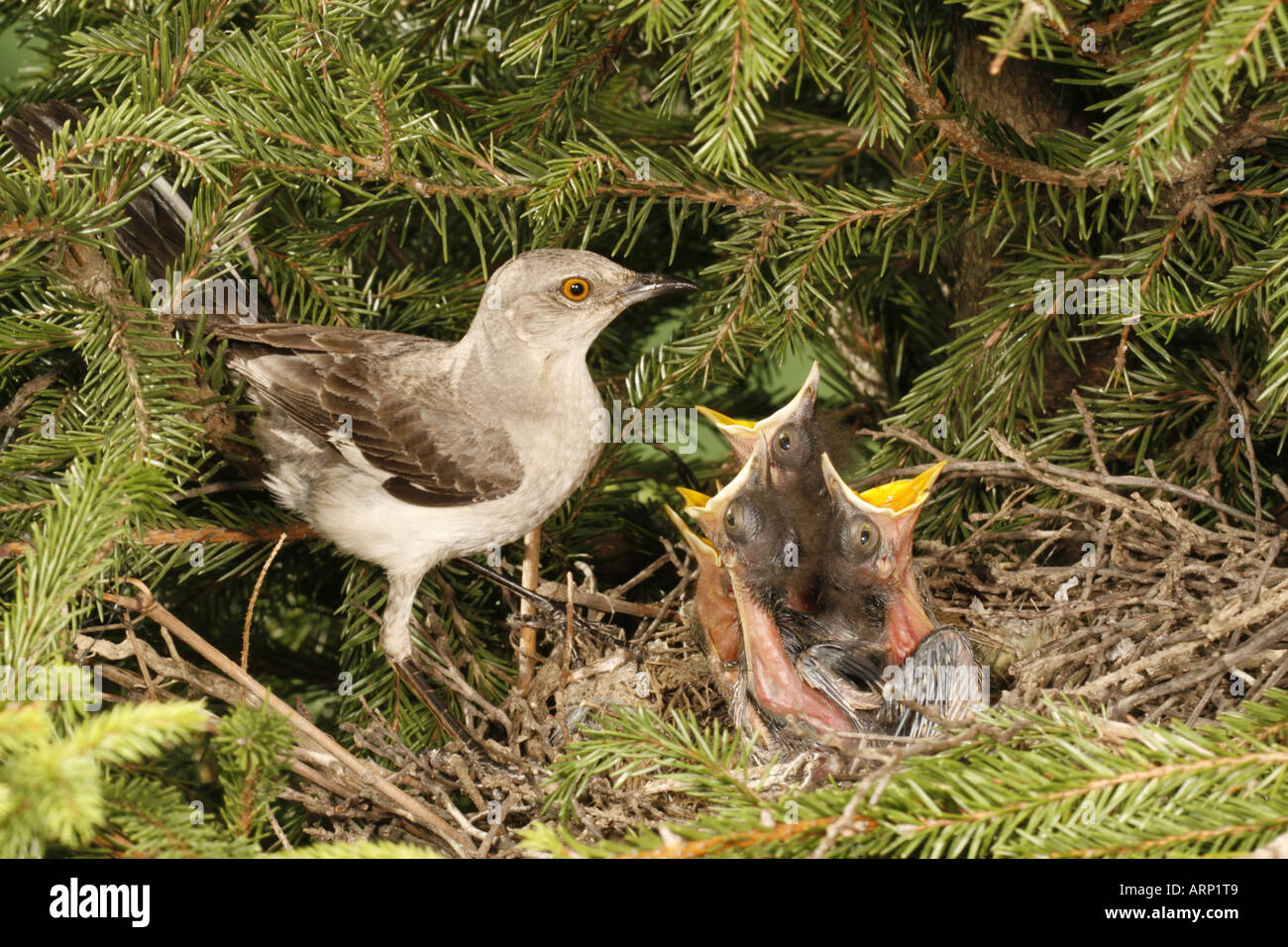 Baby mockingbird hi-res stock photography and images - Alamy