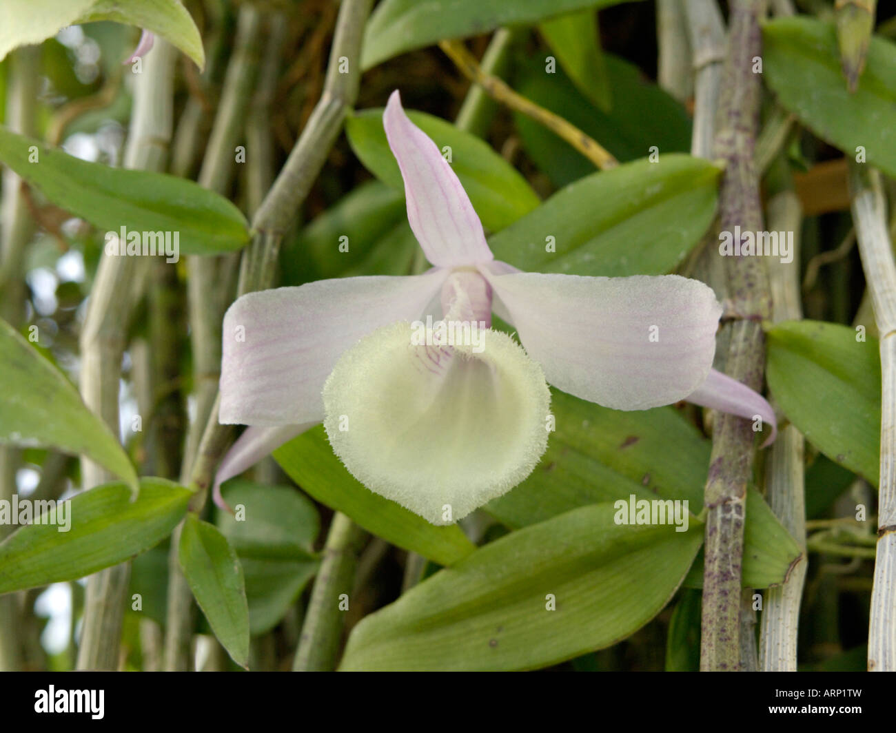Dendrobium aphyllum hi-res stock photography and images - Alamy