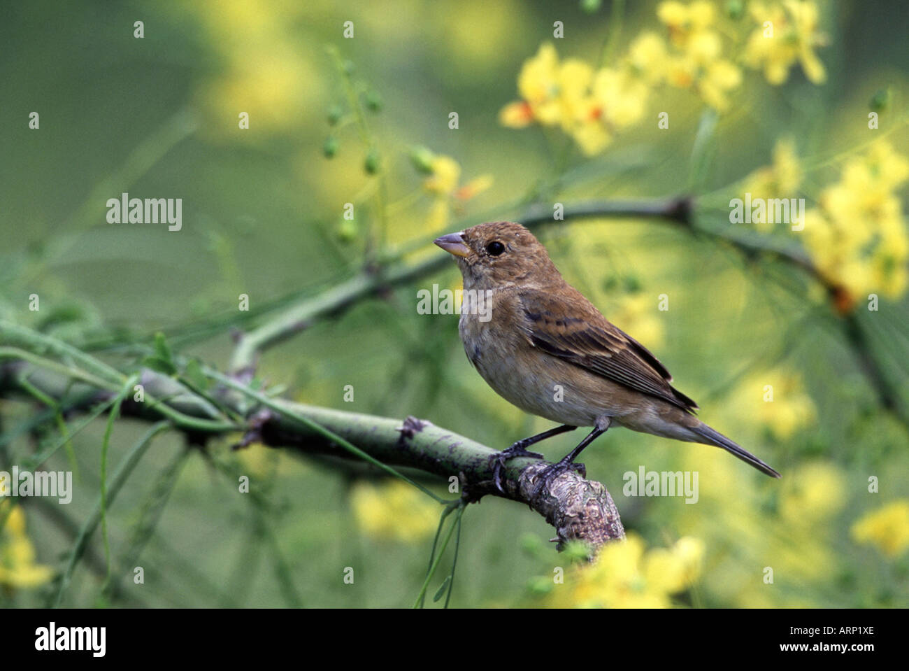 Female indigo bunting hi-res stock photography and images - Alamy