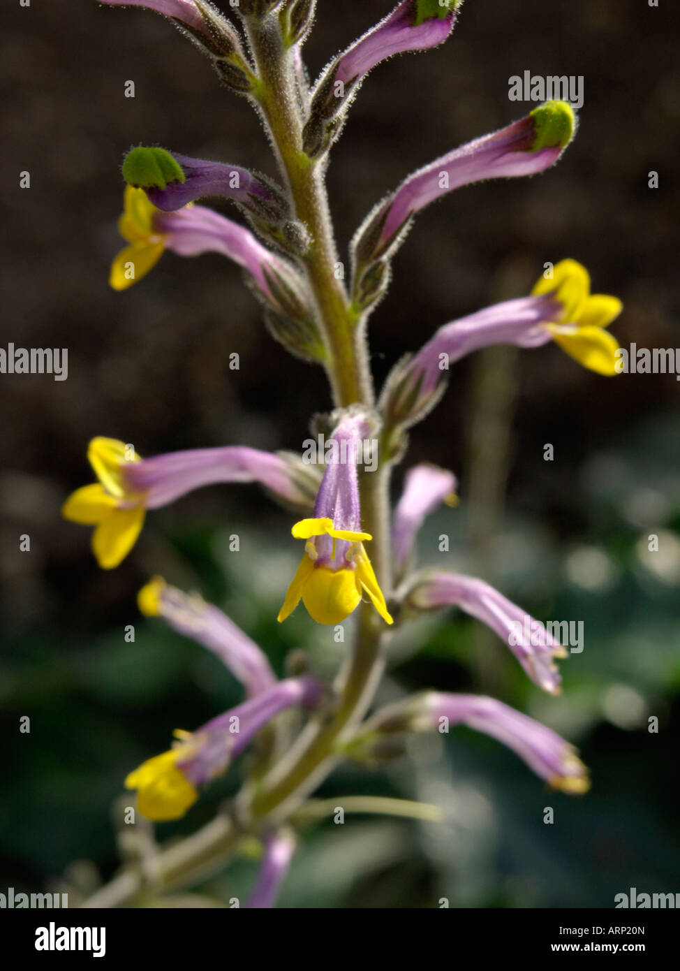 Plant species gymnostachyum hi-res stock photography and images - Alamy