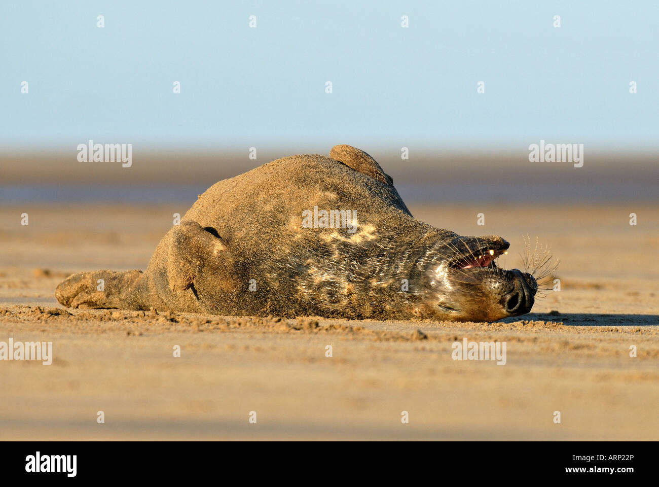 Grey Seal laying on his back Stock Photo - Alamy