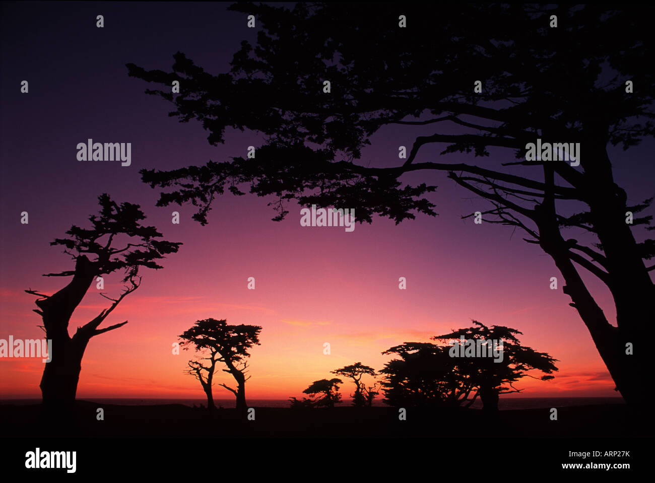 USA, California, Carmel, Highway 1 on coast, Pebble beach, Juniper ...