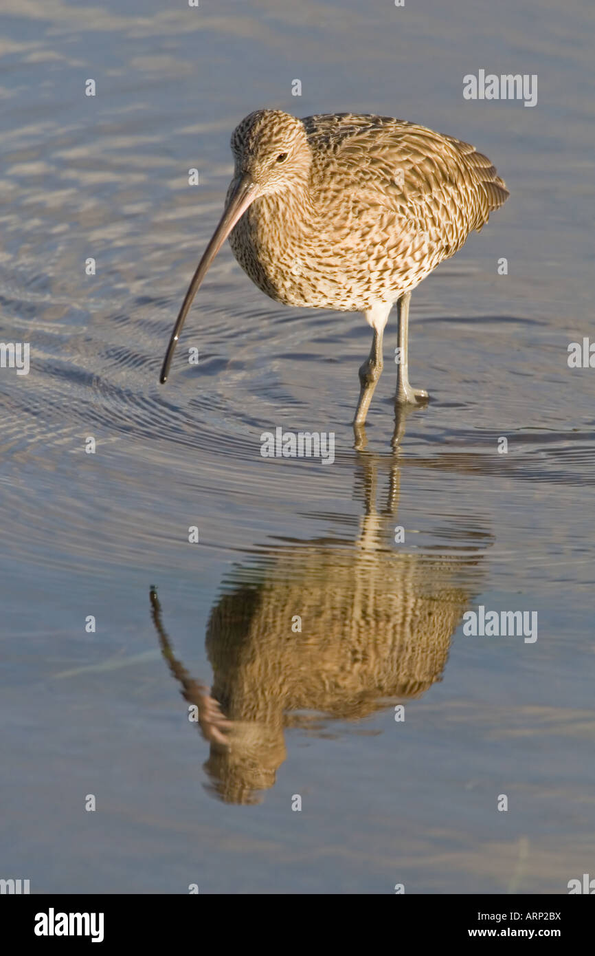 Eurasian Curlew (Numenius arquata Stock Photo - Alamy