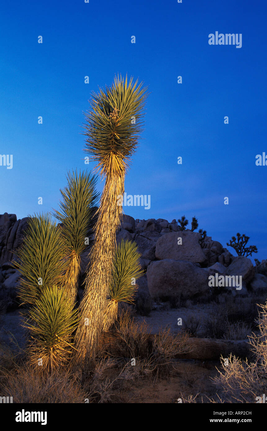 USA, California, Joshua Tree National Monument , light painted joshua ...