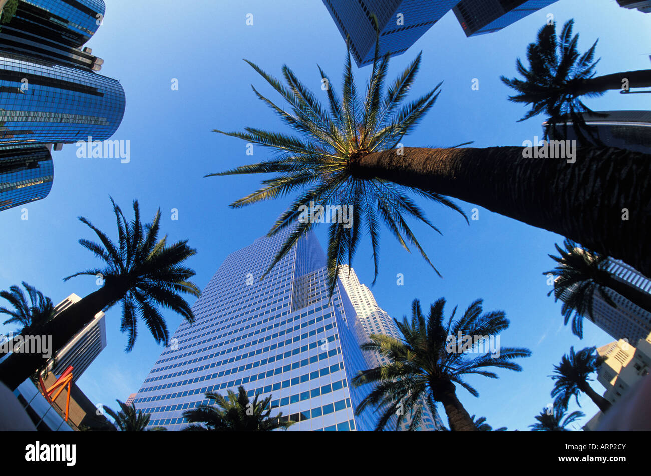USA, California, Los Angeles, viewpoint up to office towers and palm ...