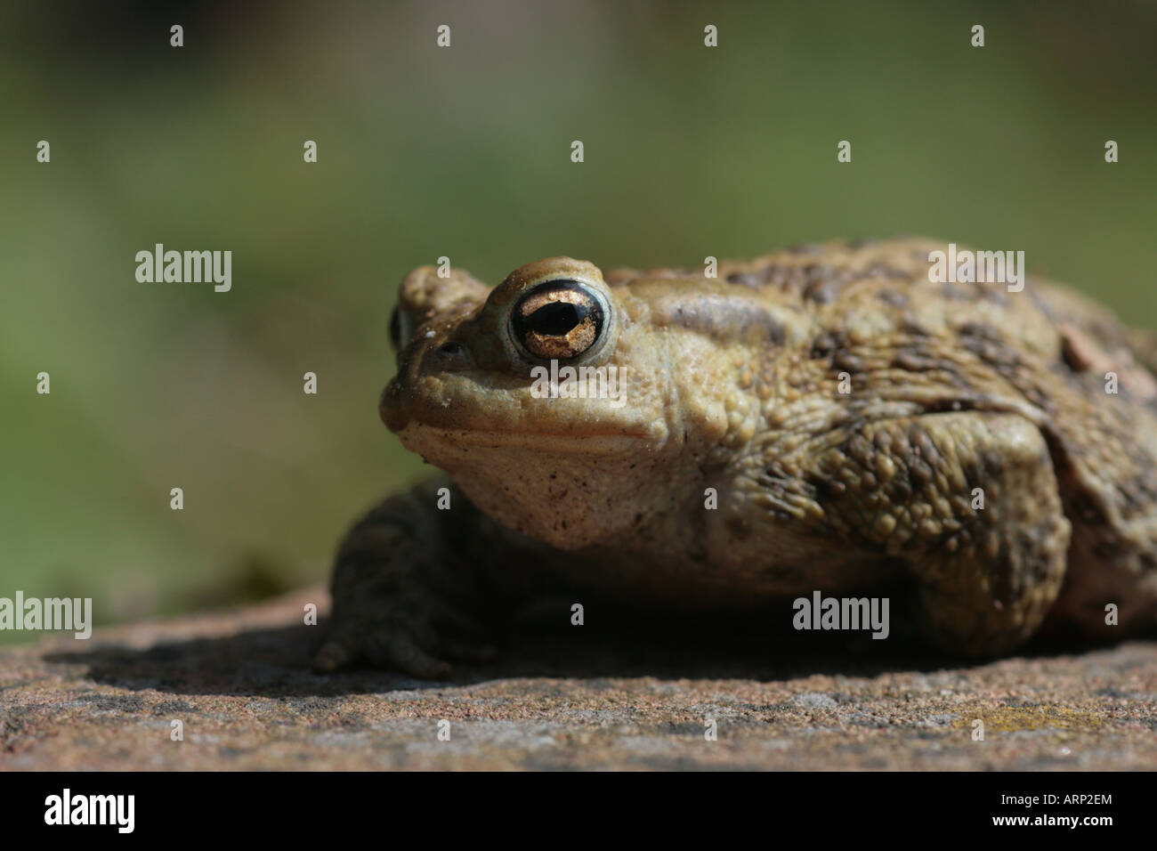 Common Toad Bufo bufo Stock Photo - Alamy