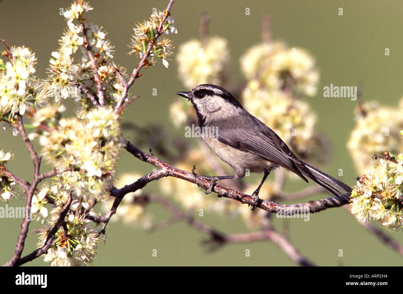 Chickadee birds hi-res stock photography and images - Alamy