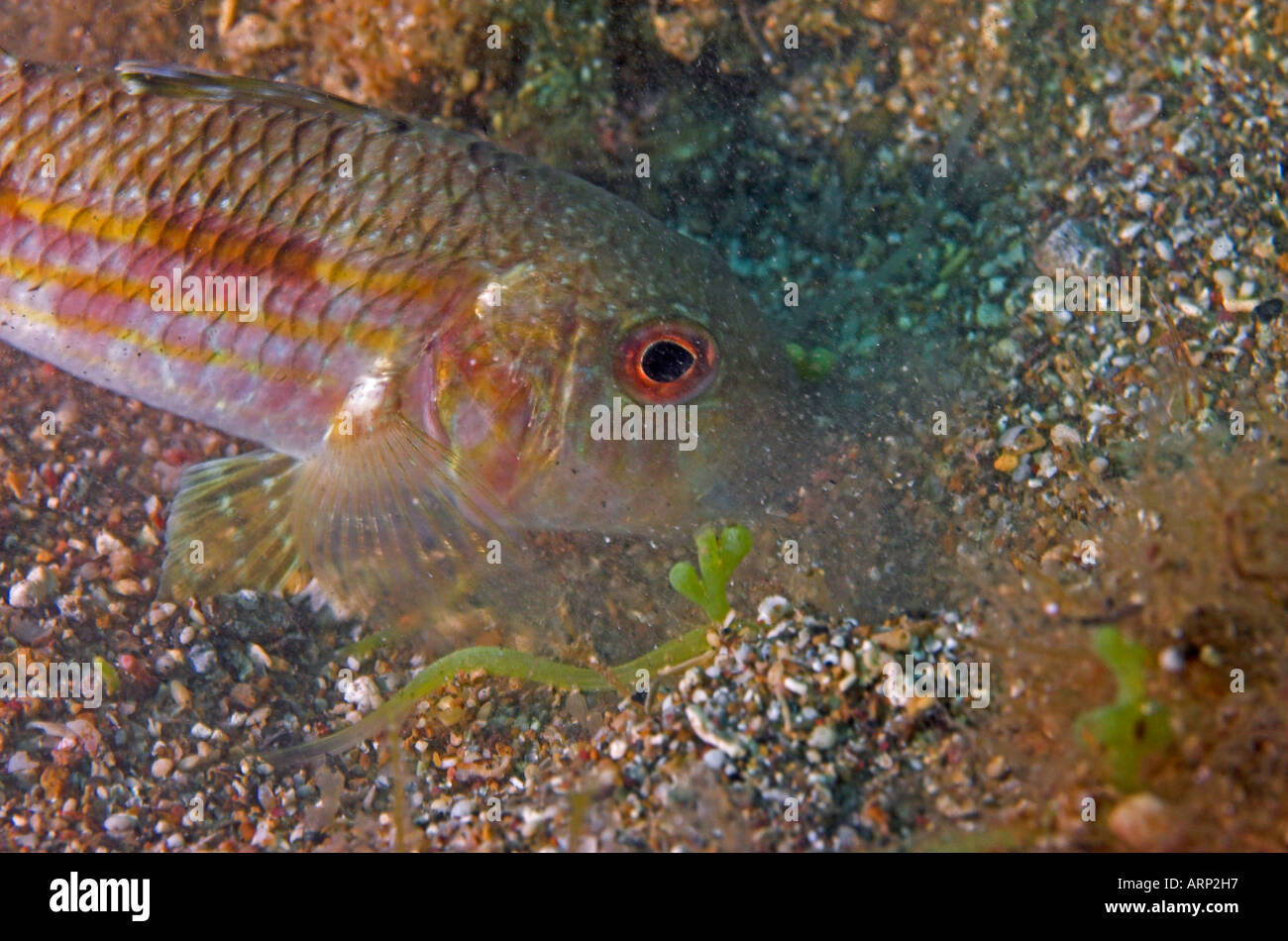 Striped red mullet Mullus surmuletus searching for prey buried in sand ...
