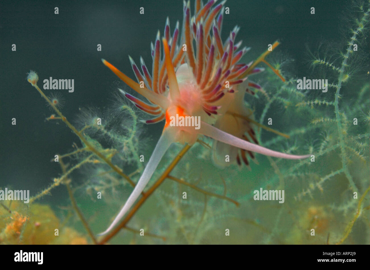 Sea slug Cratena peregrina feeding on hydroids Stock Photo - Alamy