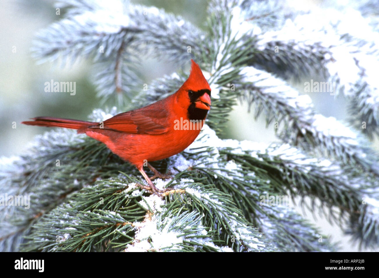 Male Northern Cardinal in Snowy Spruce Tree Stock Photo - Alamy