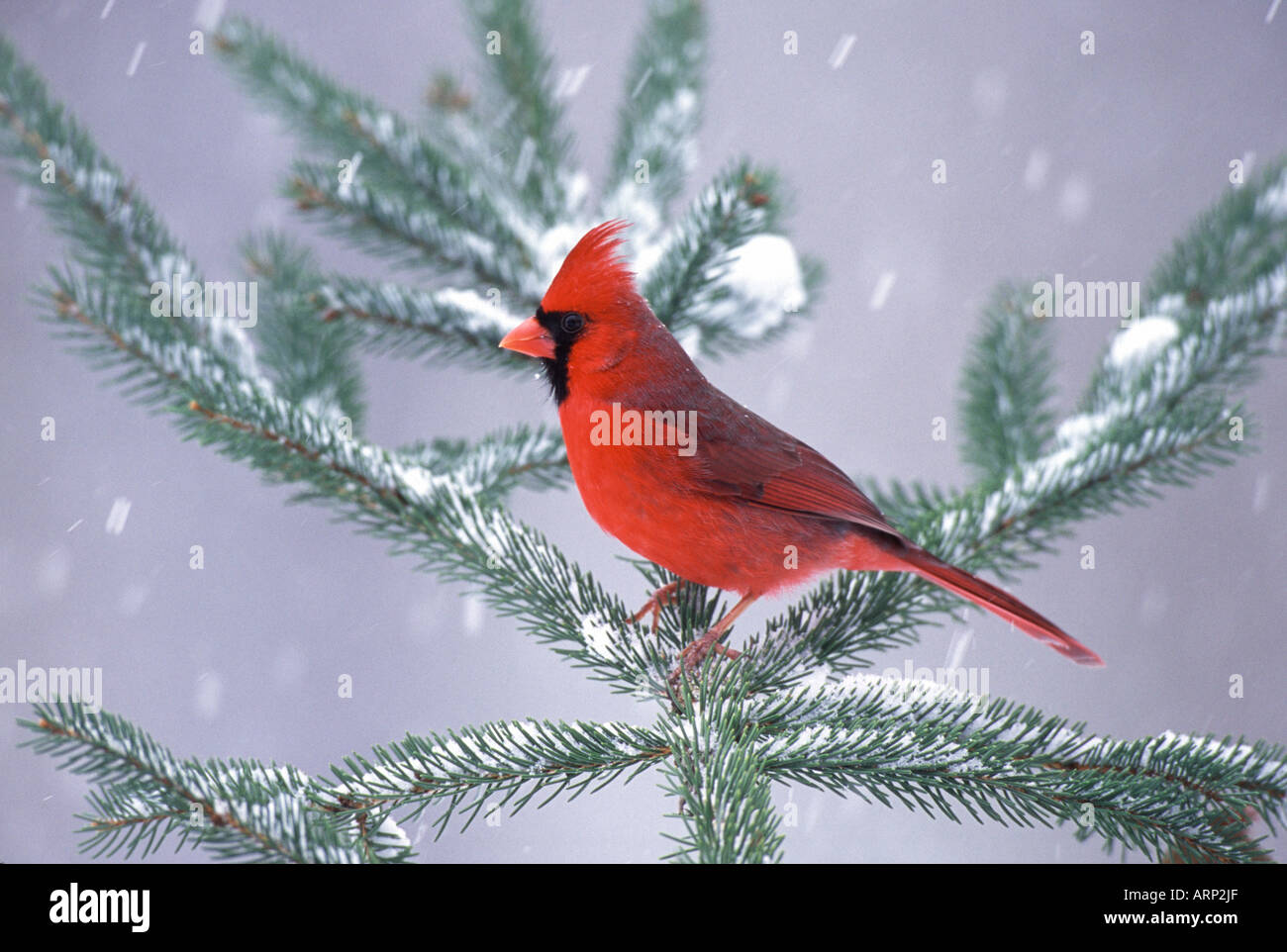 Male Northern Cardinal in Snowy Spruce Tree Stock Photo - Alamy