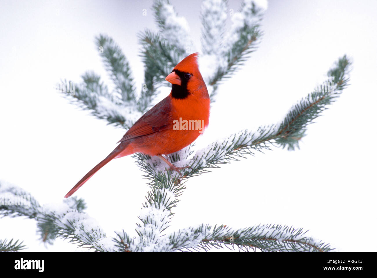 Male cardinal snowy tree hi-res stock photography and images - Alamy