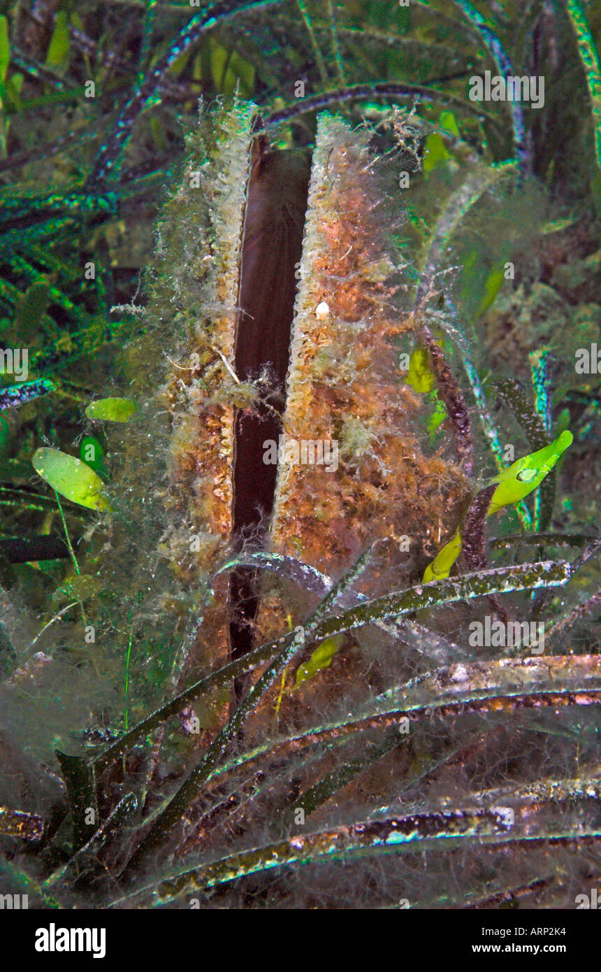 Noble Pen shell clam Pinna nobilis Stock Photo - Alamy