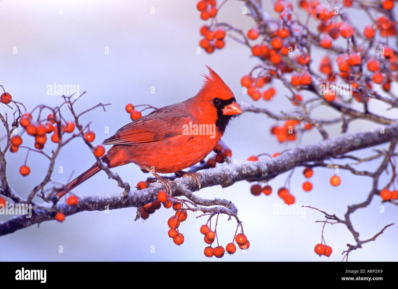 Male Northern Cardinal in Snowy Hawthorn Berries Stock Photo - Alamy