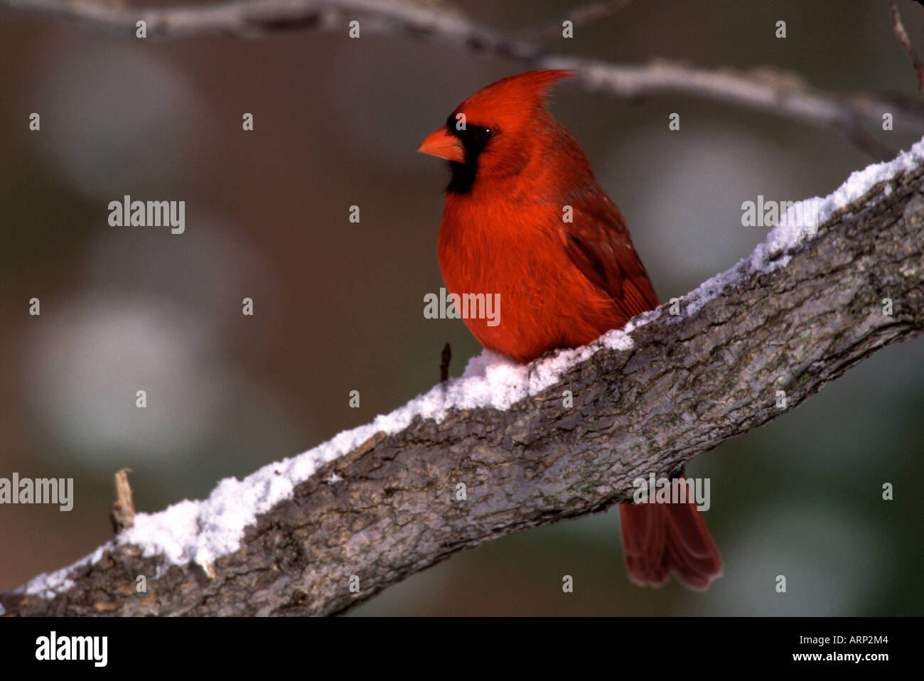 Male Northern Cardinal Stock Photo - Alamy