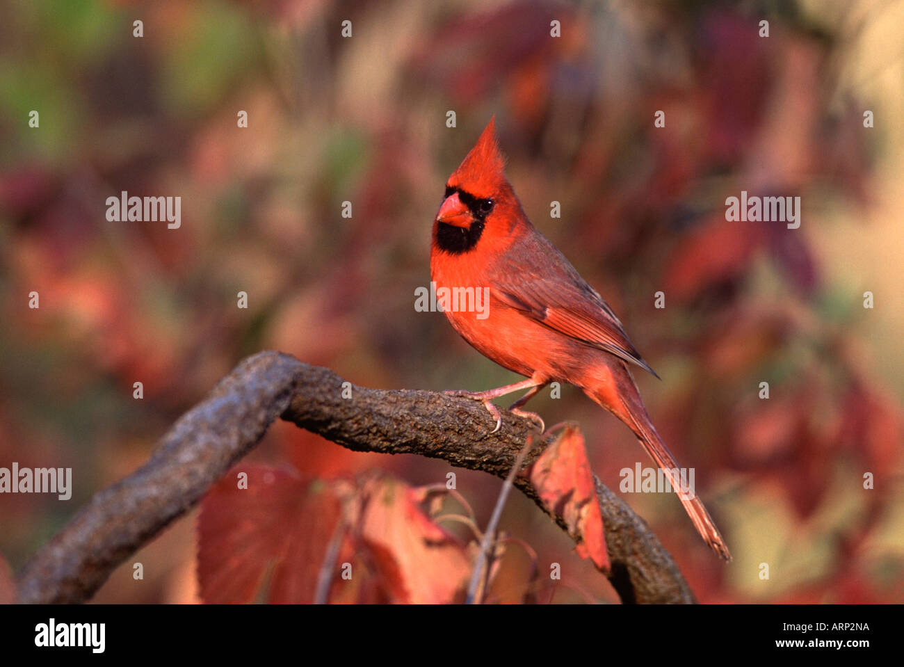 Northern Cardinal in Fall Leaves Stock Photo - Alamy