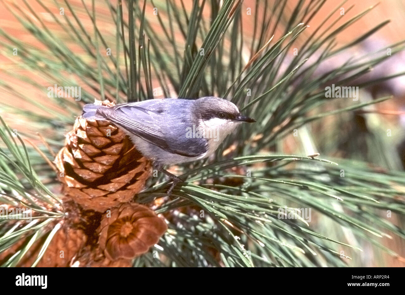 Pygmy Nuthatch on Pine Cones Stock Photo - Alamy