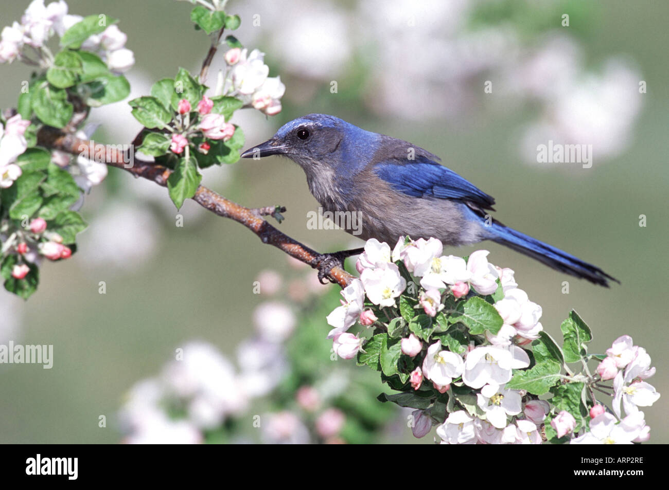Scrub jay in flowers hi-res stock photography and images - Alamy