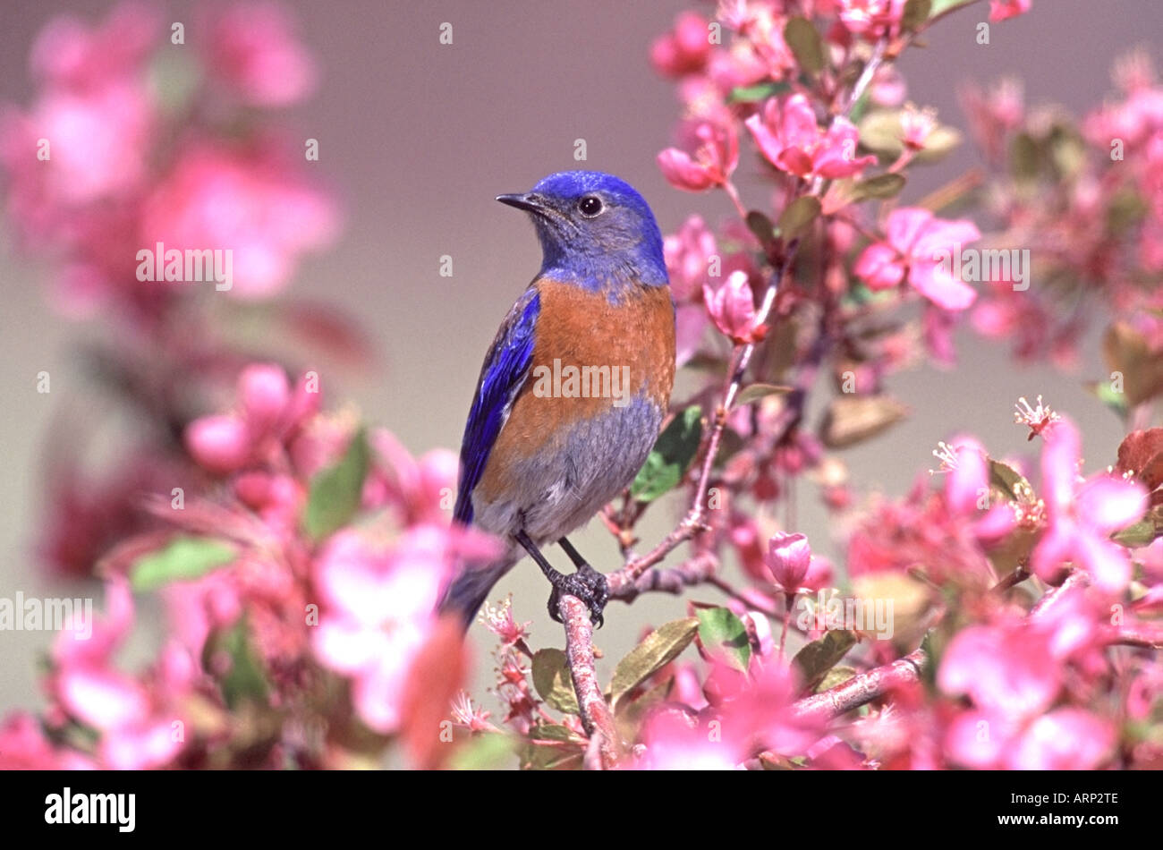 Bluebird in blooms hi-res stock photography and images - Alamy