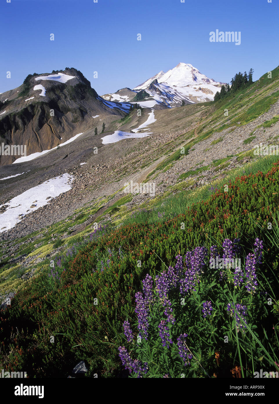 USA, Washington State, Mount Baker Recreation Area with lupines Stock ...