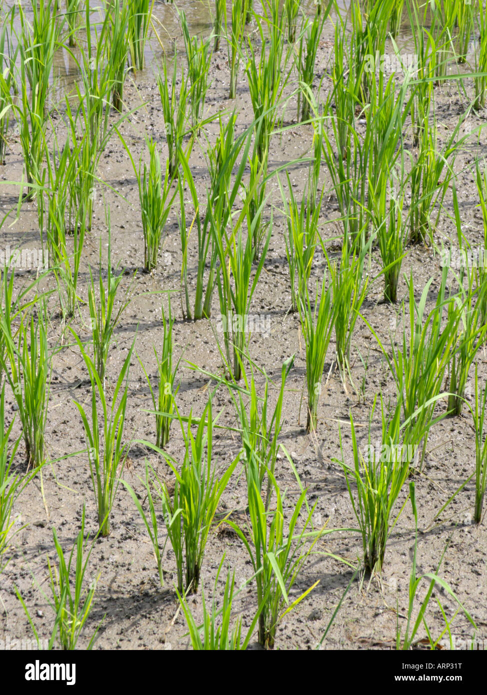 Asian rice (Oryza sativa Stock Photo - Alamy