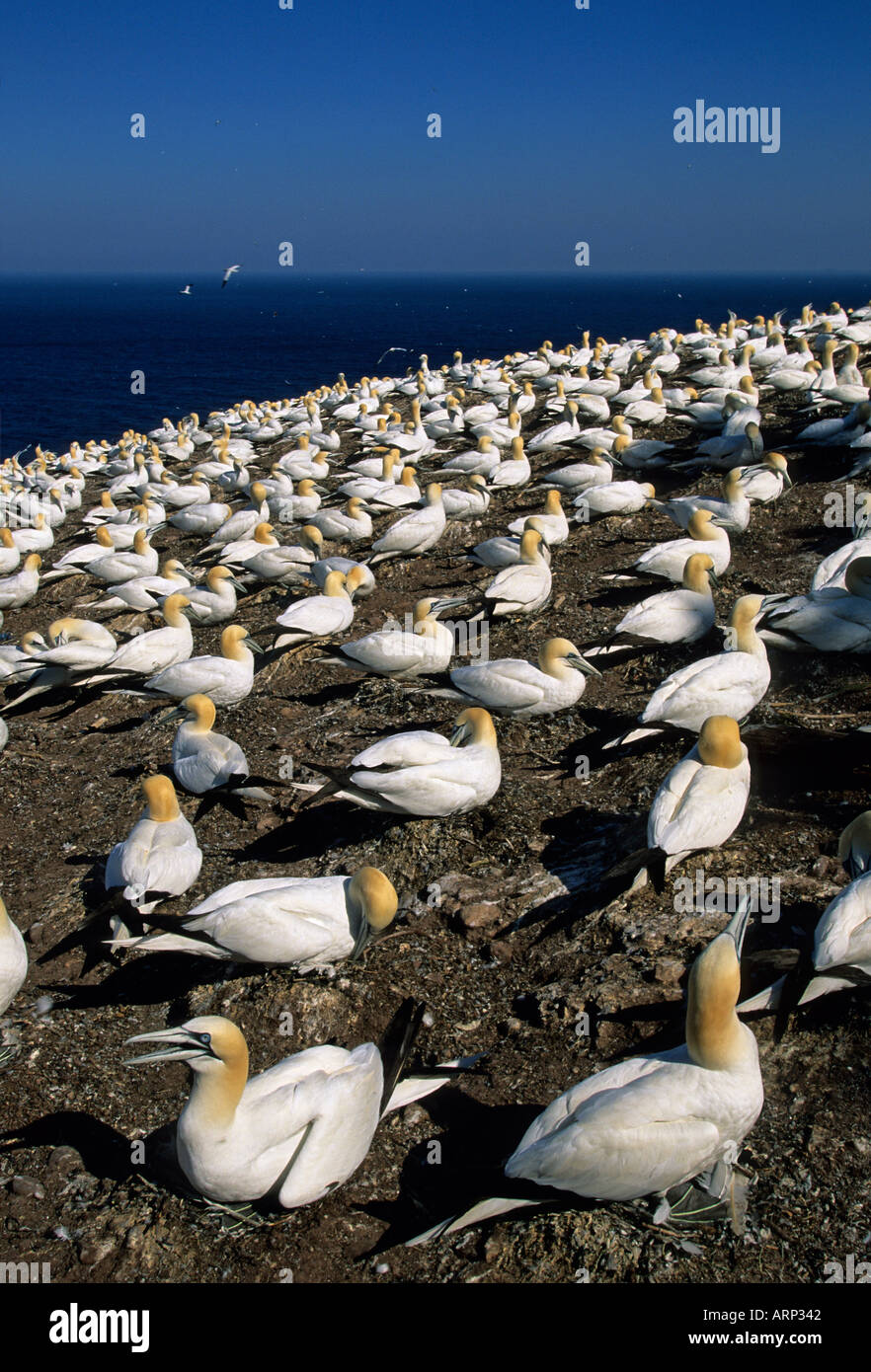 Bonaventure island bird sanctuary hi-res stock photography and images ...