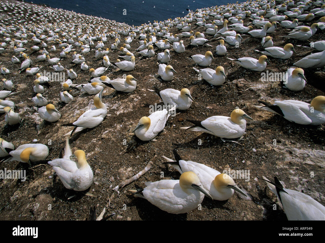 Bonaventure island bird sanctuary hi-res stock photography and images ...