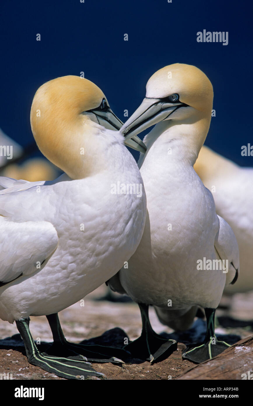Bonaventure island bird sanctuary hi-res stock photography and images ...