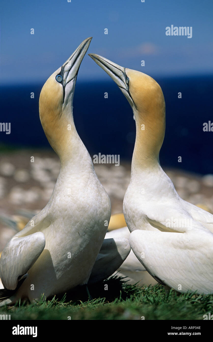 Bonaventure island bird sanctuary hi-res stock photography and images ...