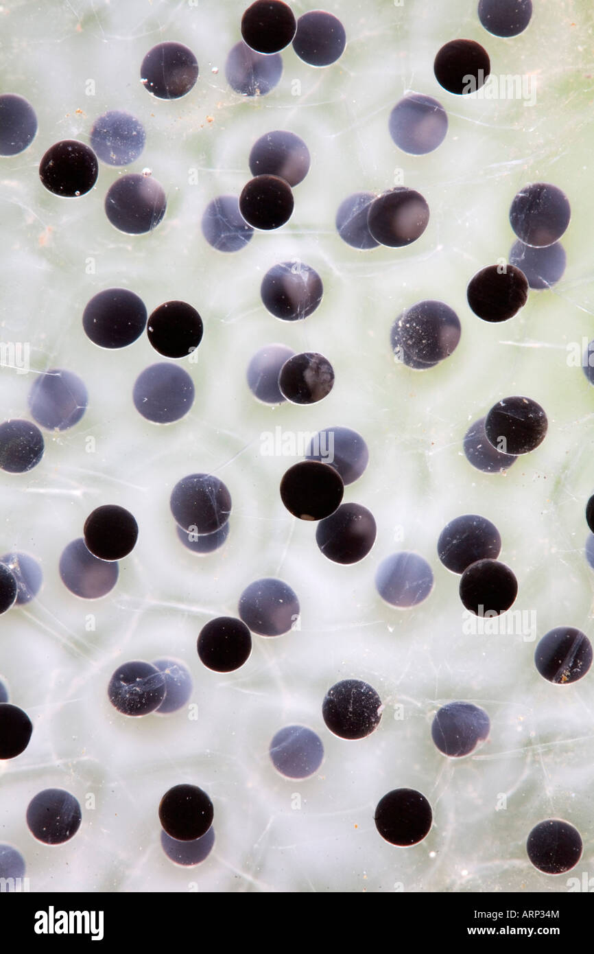 common frog spawn Rana temporaria Stock Photo - Alamy