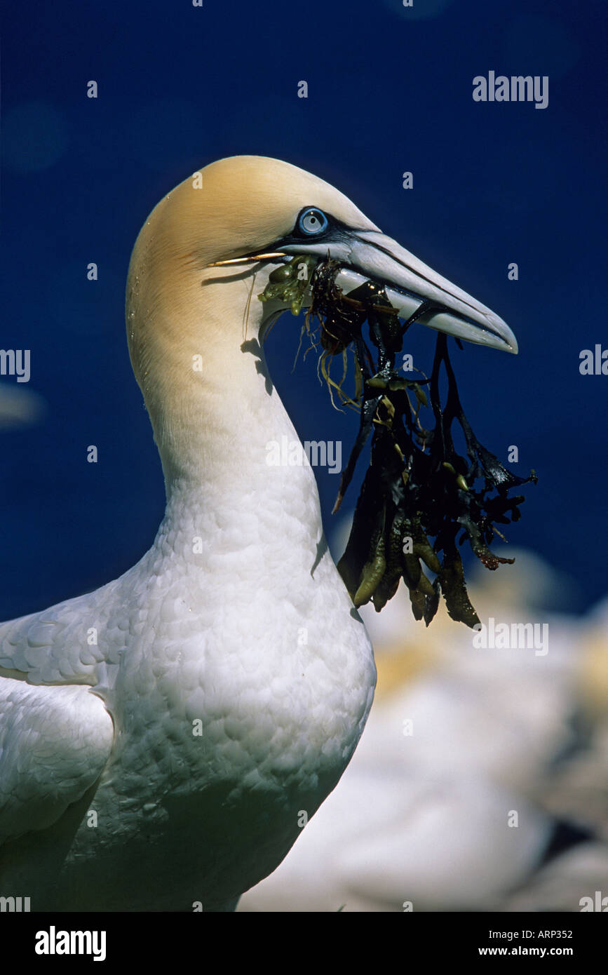 Bonaventure island bird sanctuary hi-res stock photography and images ...