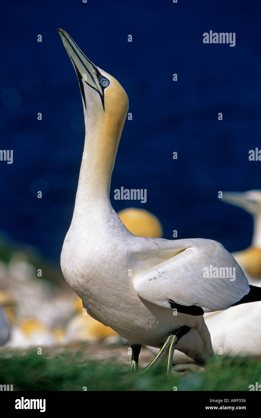 Bonaventure island bird sanctuary hi-res stock photography and images ...