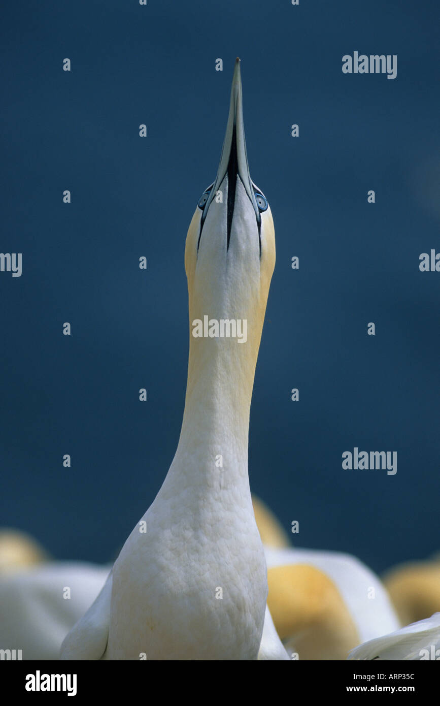 Bonaventure island bird sanctuary hi-res stock photography and images ...