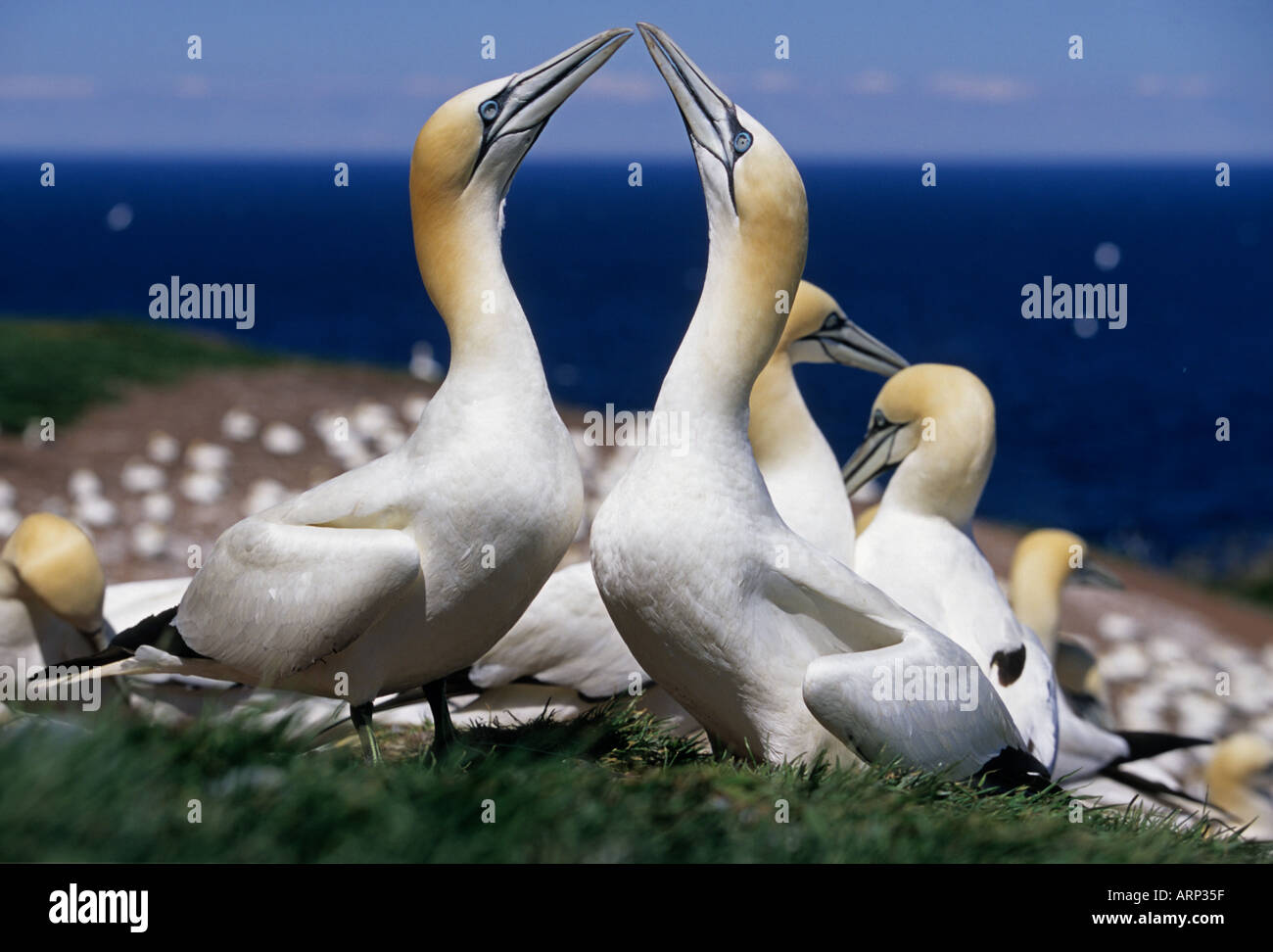 Bonaventure island bird sanctuary hi-res stock photography and images ...