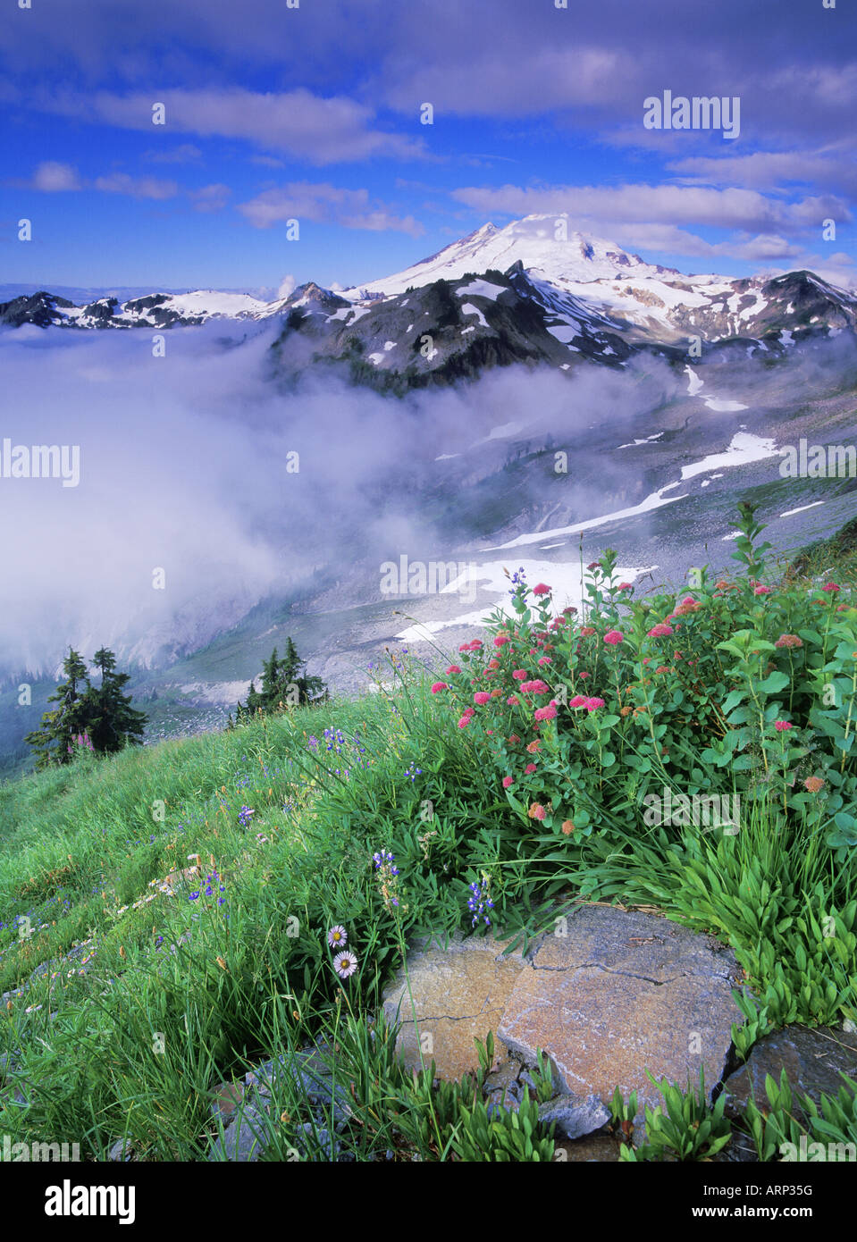 USA, Washington State, Wild flowers in alpine meadow with Mt. Baker ...